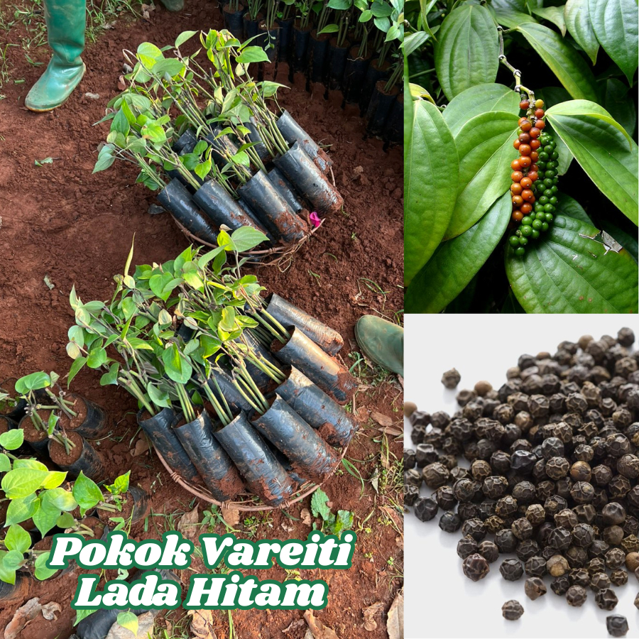 Anak Pokok Vareiti Lada Hitam Hasil Tinggi Memberikan Lada Yang Kaya ...