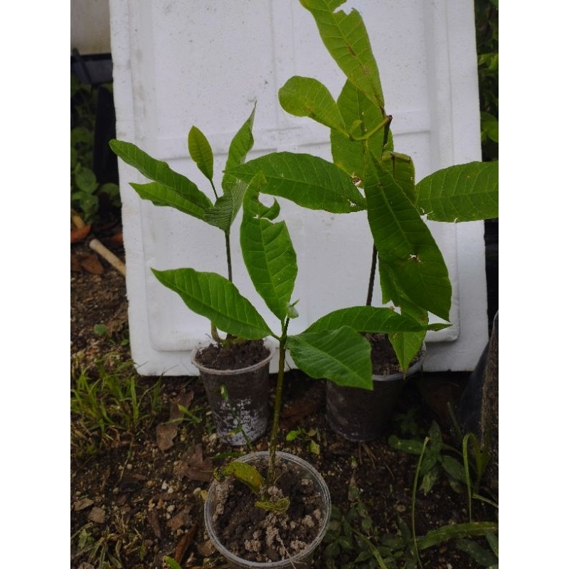 Pokok Gajus/Janggus/Jambu Golok/Cashew-anak pokok | Shopee Malaysia