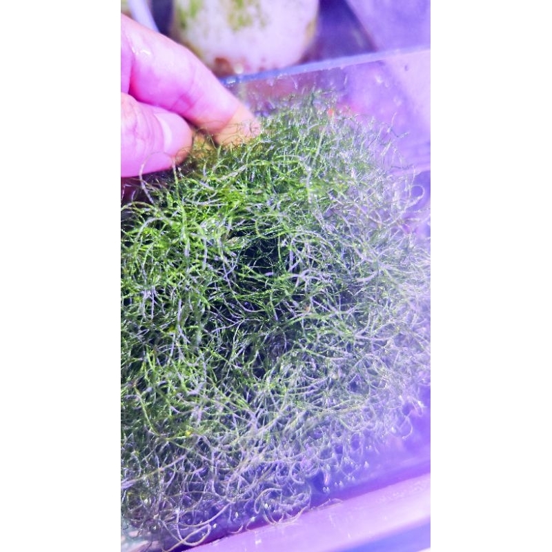 Fresh Live Chaeto Algae | Fast-Growing Refugium Macroalgae | Nitrate ...