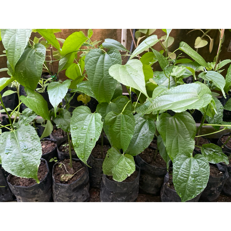 ANAK POKOK SACHA INCHI | Shopee Malaysia