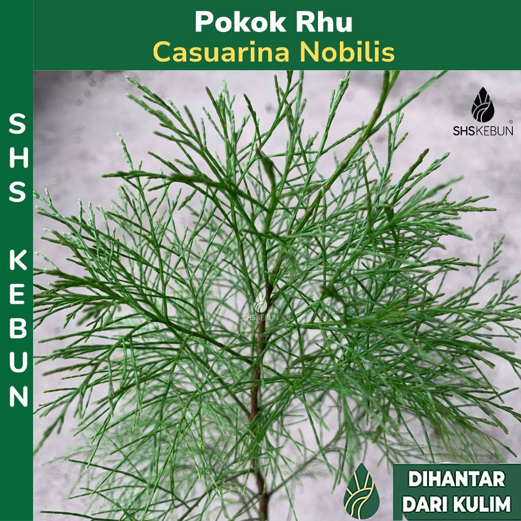 Pokok Rhu Hidup Pokok Hiasan Pokok Landskap Casuarina Tree Outdoor ...