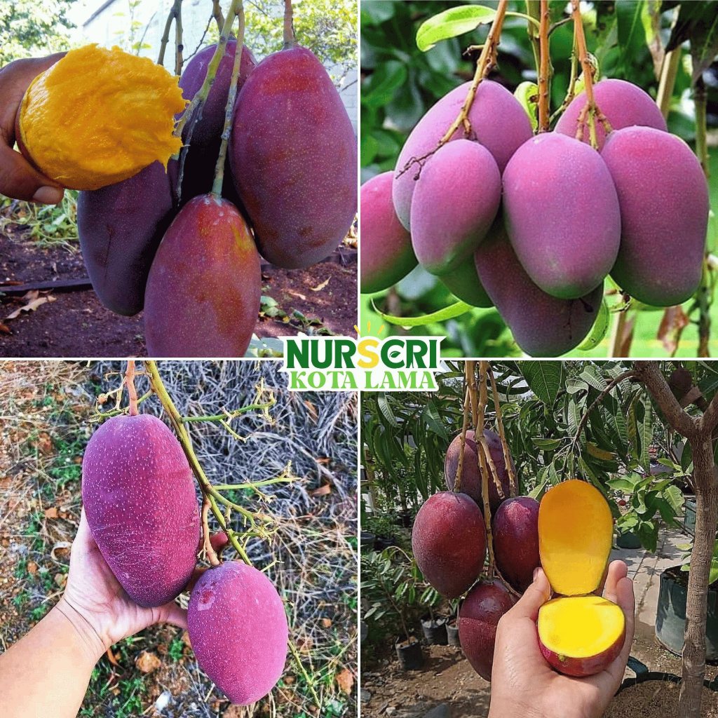🔥RARE🔥 POKOK MANGGA IRWIN HYBRID / Irwin Mango Tree / Purple Mango ...