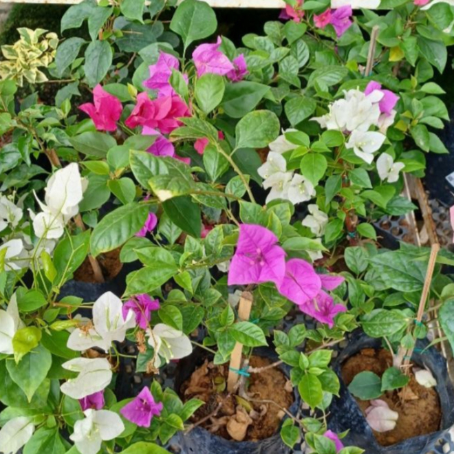 Pokok Bunga Kertas/Bougainvillea (Random Color) | Shopee Malaysia