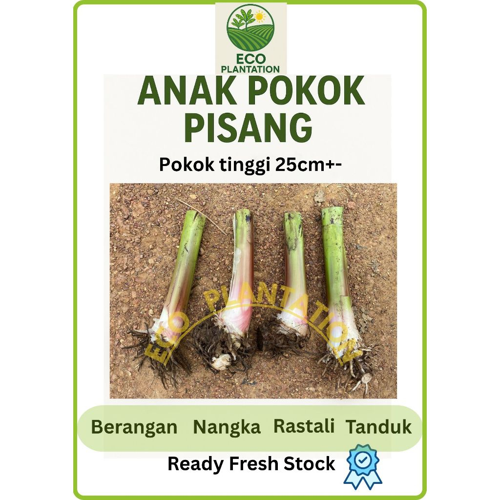 Anak Pokok Pisang Berangan, Nangka, Rastali, Tanduk Ready Stock/ Banana ...