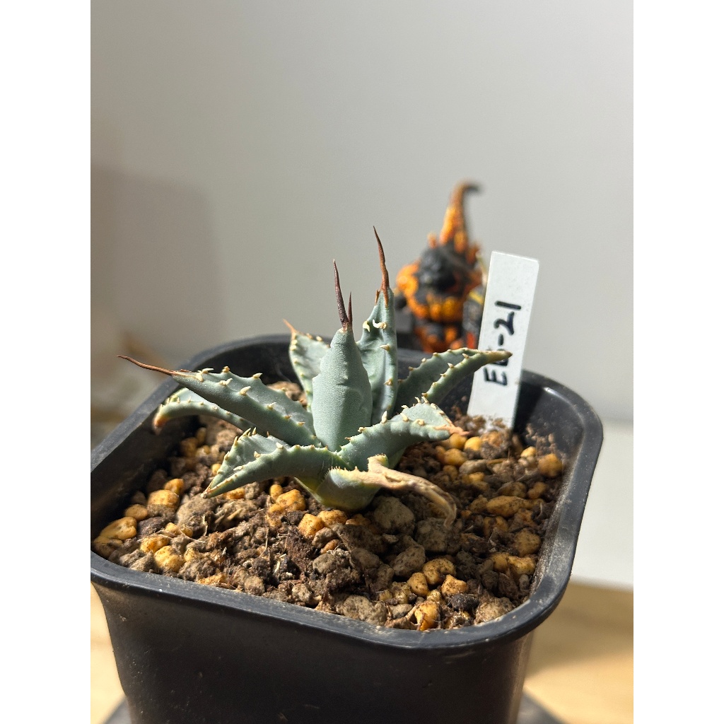 Agave Utahensis var. Eborispina 曲刺妖炎EB | Rare Succulent | Agave Plant ...
