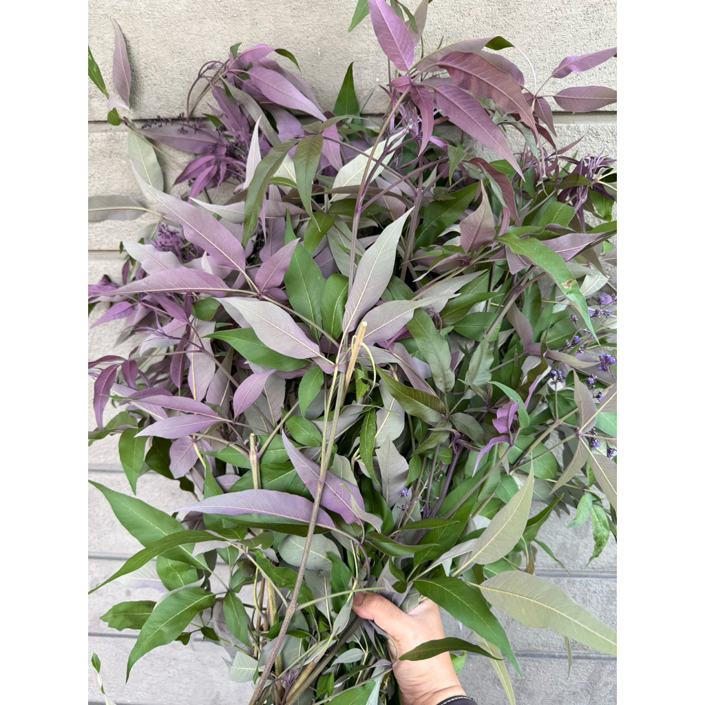 Daun Lemuni Hitam petik segar | Shopee Malaysia