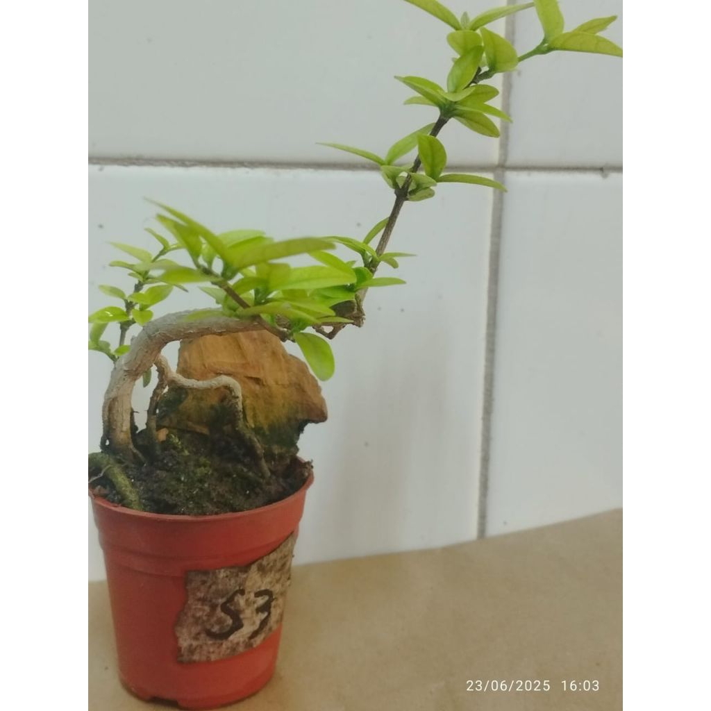New Mini Bonsai#Small Bonsai jeliti#wrightia Religiosa迷你水梅盆栽包含雅石water ...