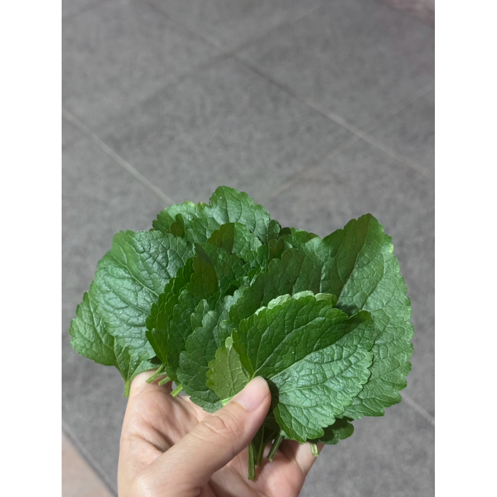 Fresh Organic green Shiso Leaf / Daun Perilla Segar / 新鲜有机绿苏叶（Min 25pcs ...