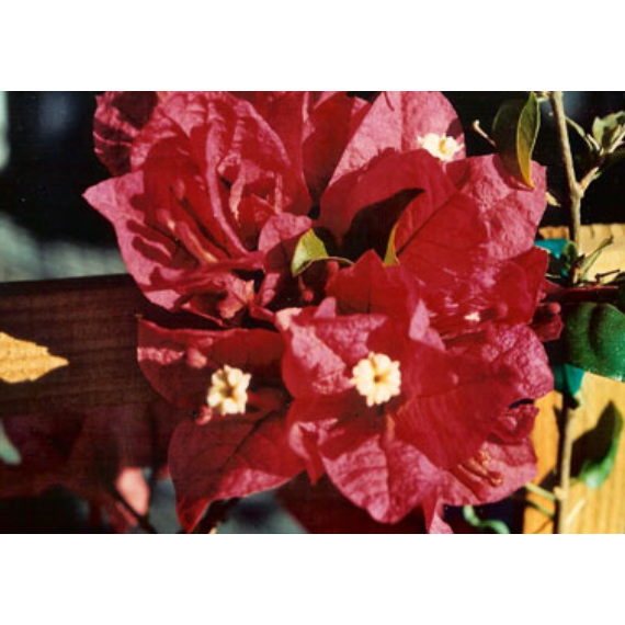 5 Biji Benih Bunga Kertas Don Fernando BOUGAINVILLEA Flower Seed - 5 ...
