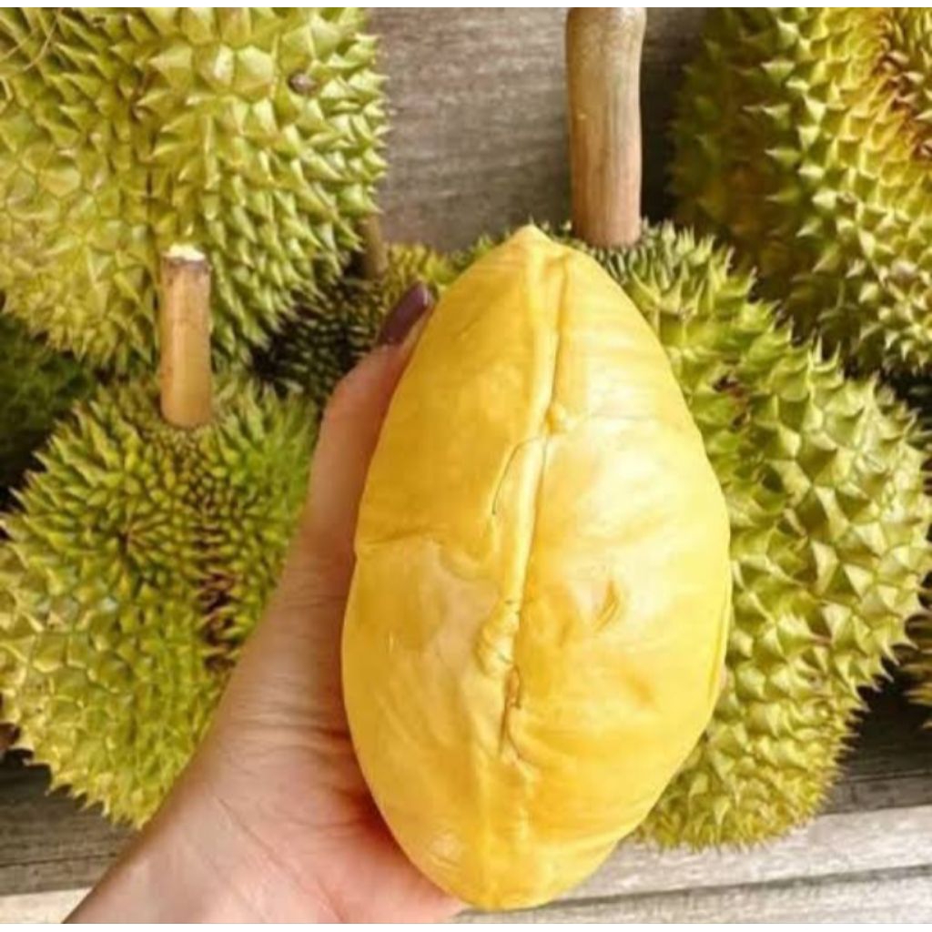 ANAK POKOK DURIAN MONTHONG HYBRID / BANTAL EMAS KAHWIN D159 (IMPORT ...