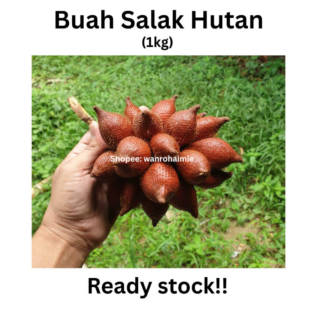 Buah Salak Hutan Segar 1kg/Buah Salak Hutan Fresh 1kg/Buah Salak 1kg ...