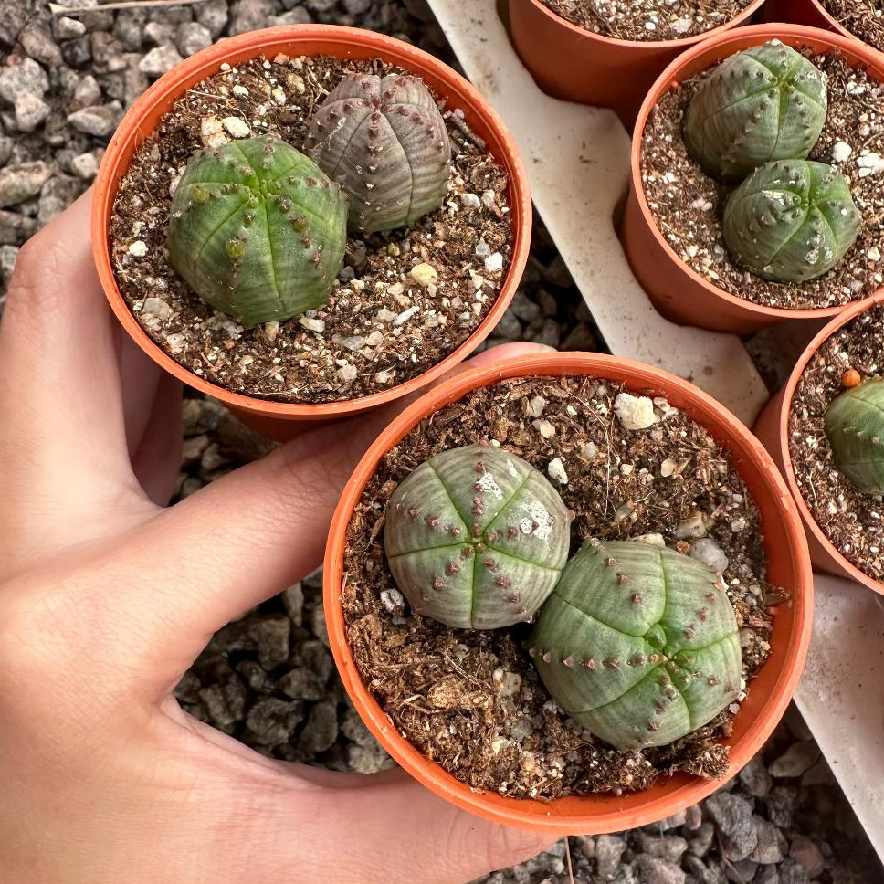 GPS Green Plant Society Live Cactus Type 64 Euphorbia Obesa 布纹球 仙人掌 ...