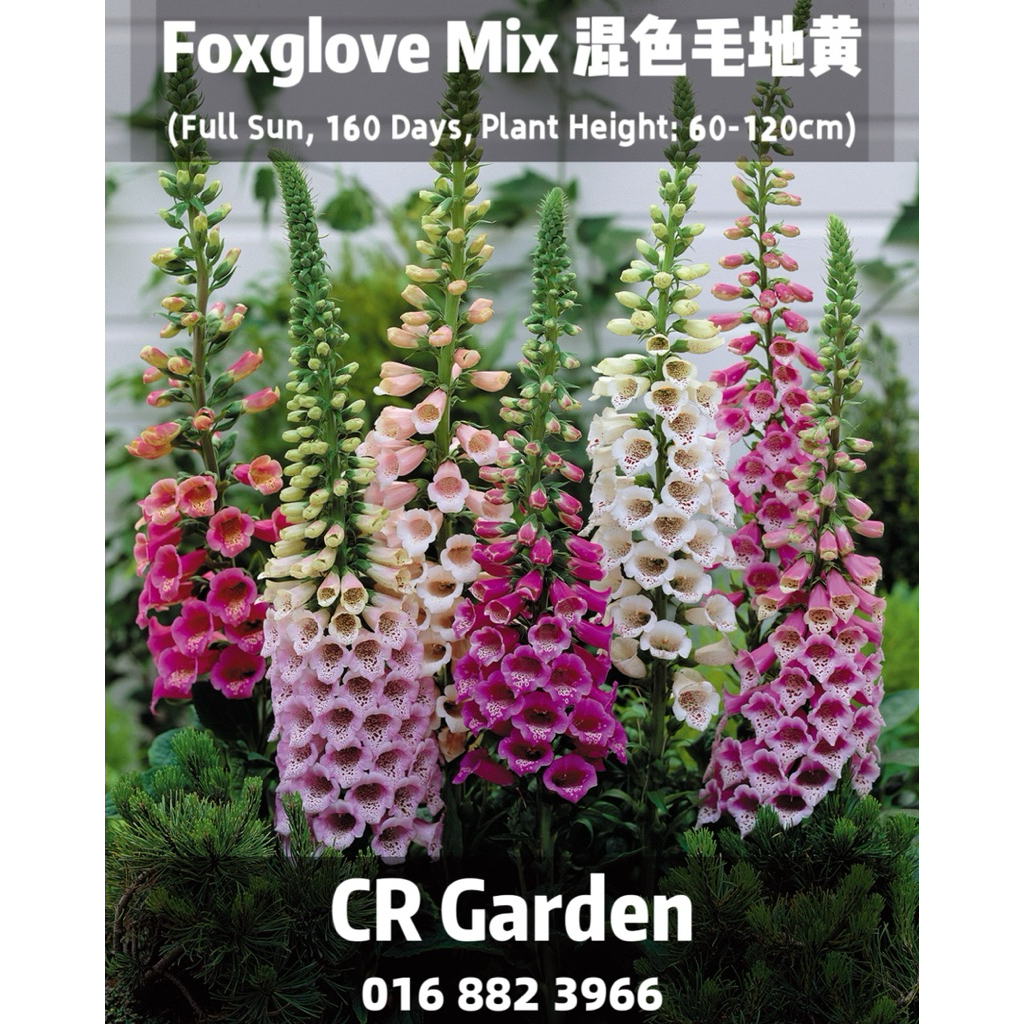 Foxglove Mix 25 Seeds 混色毛地黄25粒 （Full Sun, 160 Days, Plant Height: 60 ...