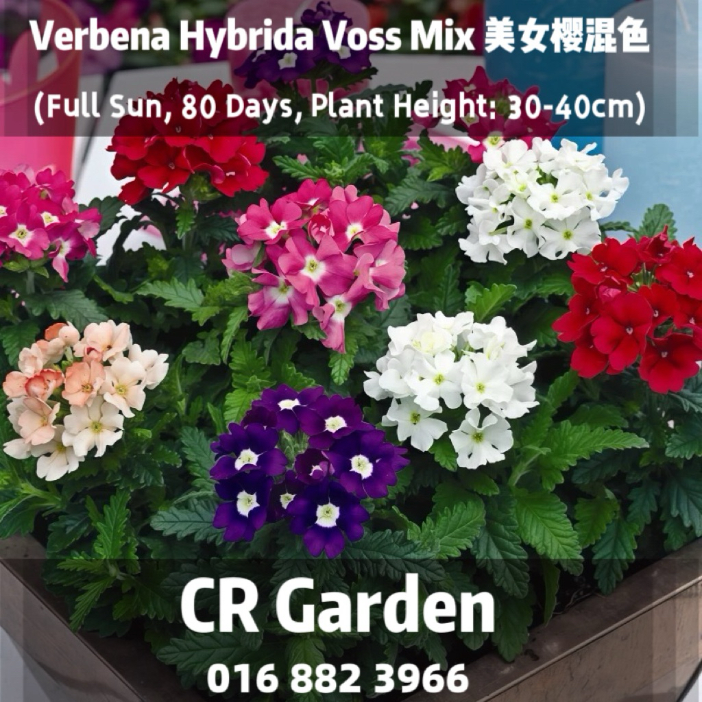 Verbena Hybrida Voss Mix 20 Seeds 美女樱混色20粒 Full Sun 80 Days Plant