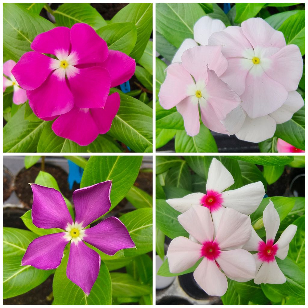 Anak Pokok Bunga Vinca Flower Live Plant tanpa pasu | Shopee Malaysia