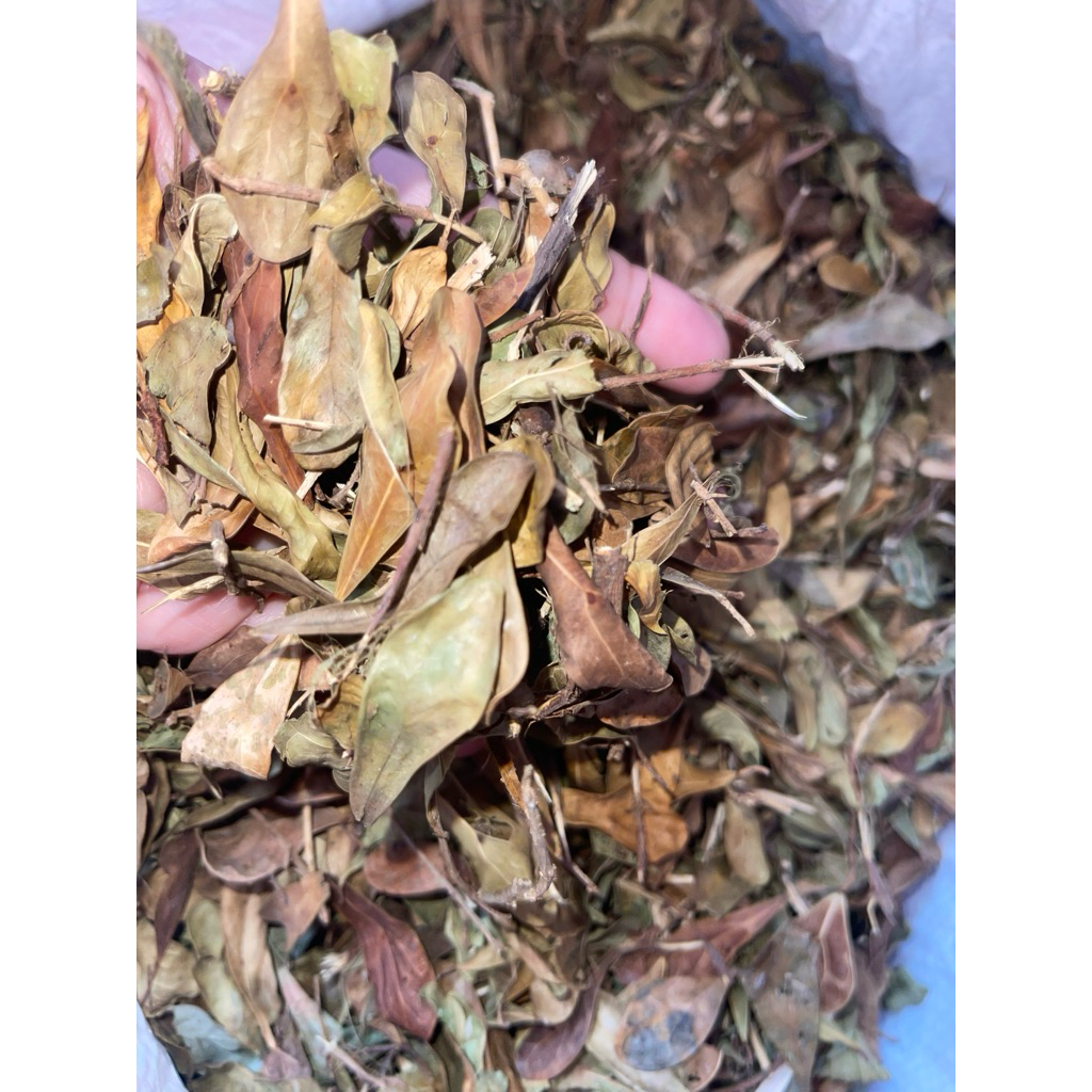 Daun Mas Cotek 100% Asli | Shopee Malaysia