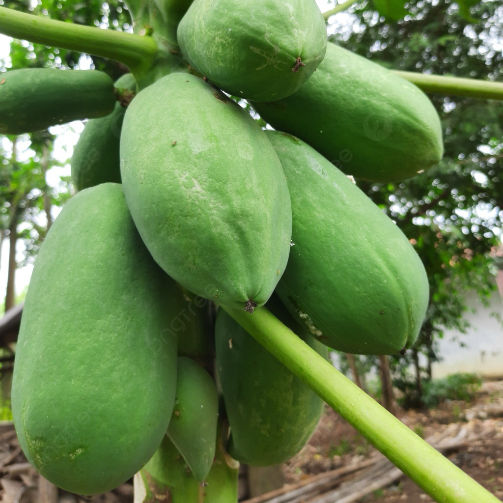 Betik Mu da Sebiji 500g-1kg Petik Fresh | Shopee Malaysia