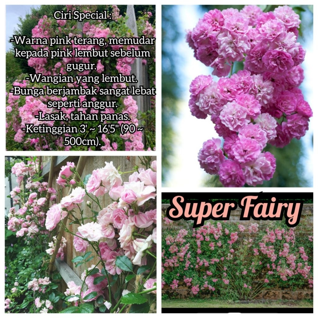 🌹🇲🇾 Pokok Hidup Ownroot Ros Mawar Memanjat Menjalar Berid Super Fairy ...