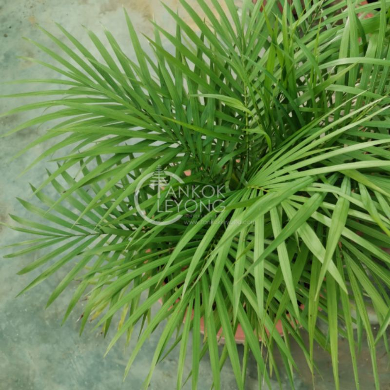 TKL - Big Size Java Palm Rhopaloblaste Ceramica 50-70cm 爪哇棕榈植物 | Shopee ...
