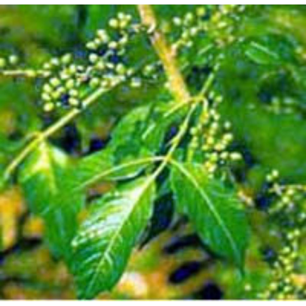 Melada Pahit(Anak Pokok) | Shopee Malaysia