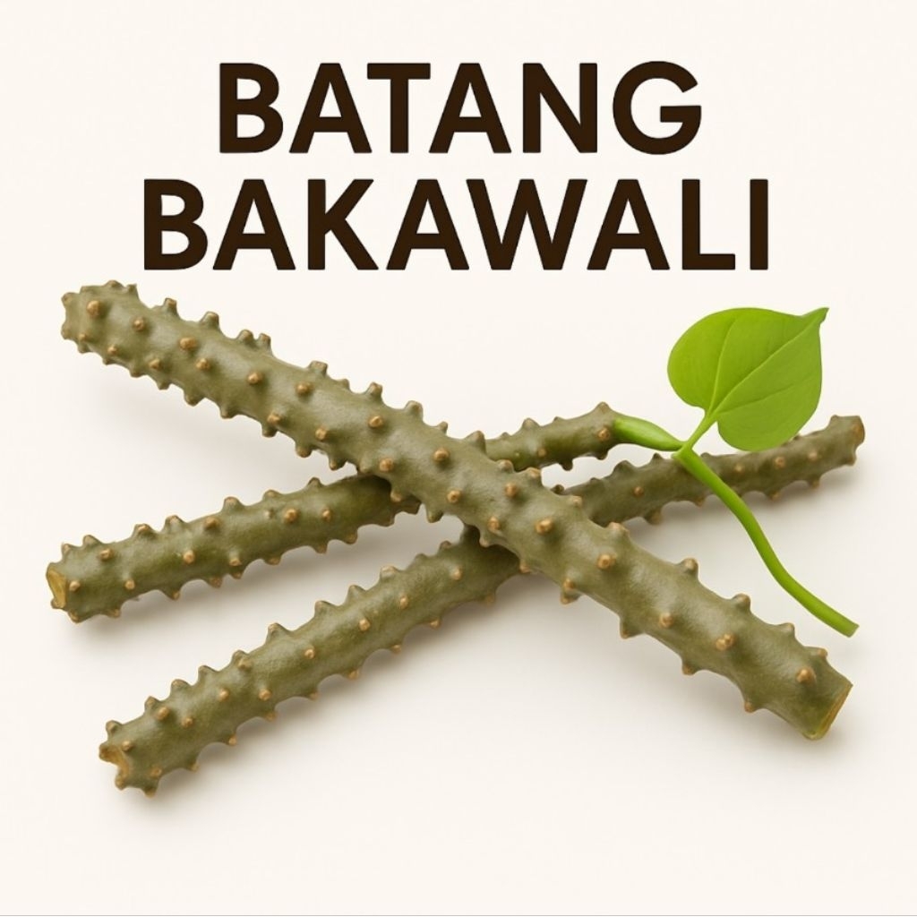 Batang Bakawali Asli Herba Tradisional | Bakawali Stem Herbal Remedy ...