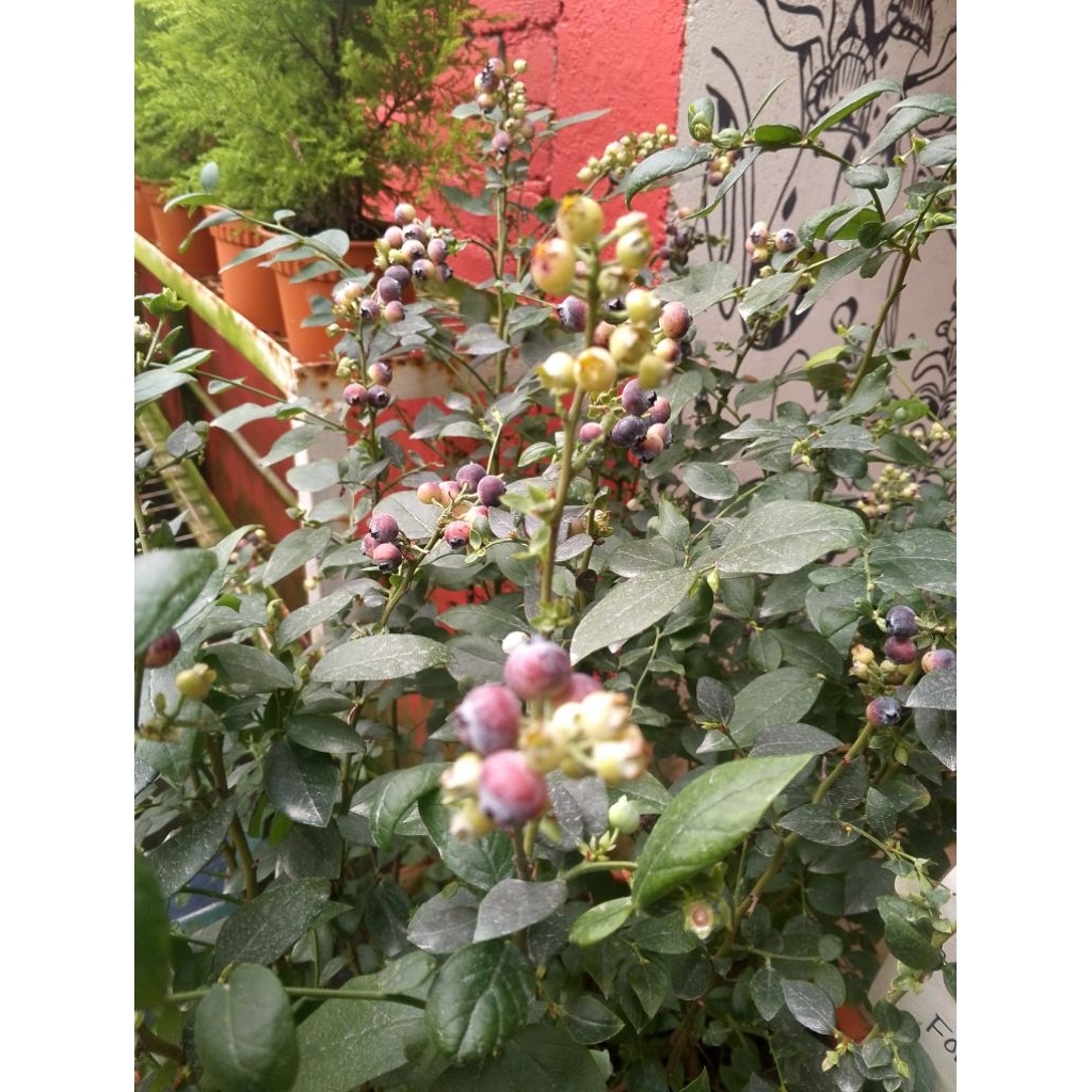 Anak Pokok Blueberry | Shopee Malaysia