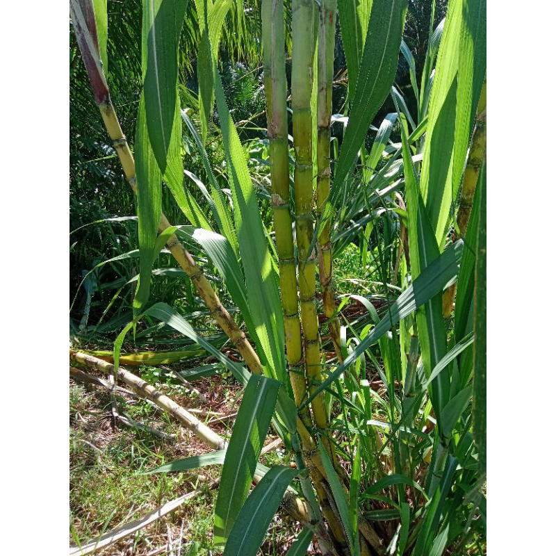 Anak pokok tebu MORRIS /buloh/kampong | Shopee Malaysia