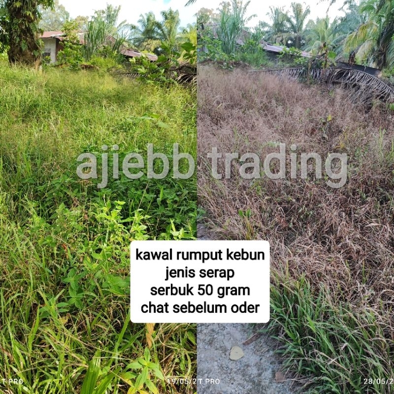 Ajiebb rumput kebun sawit getah lalang | Shopee Malaysia