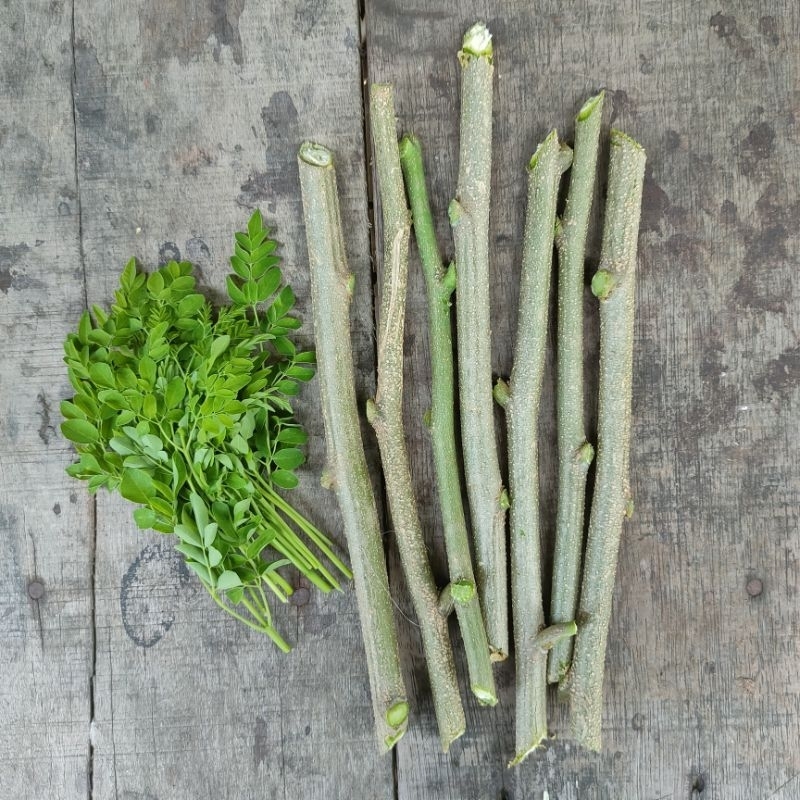 Keratan Batang Anak Benih Pokok Moringa / Moringga / Munggai ...