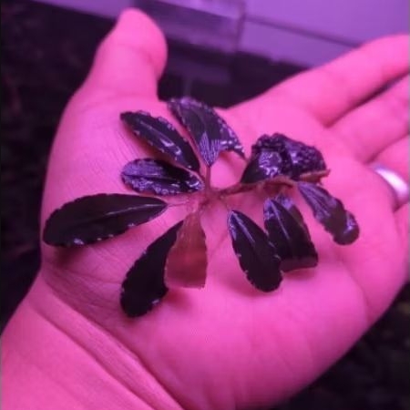 Bucephalandra Red Cerberus (stalk) aquatic plant for aquarium ...