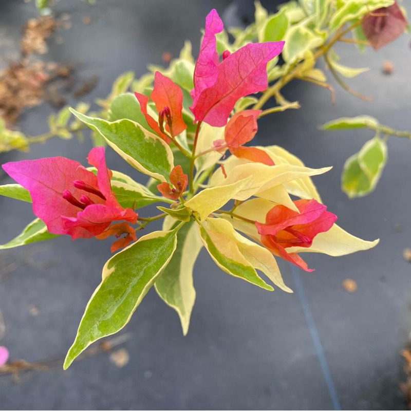 Bunga Kertas Id arjuna india @ bougainvillea Arjuna india (live Plant ...