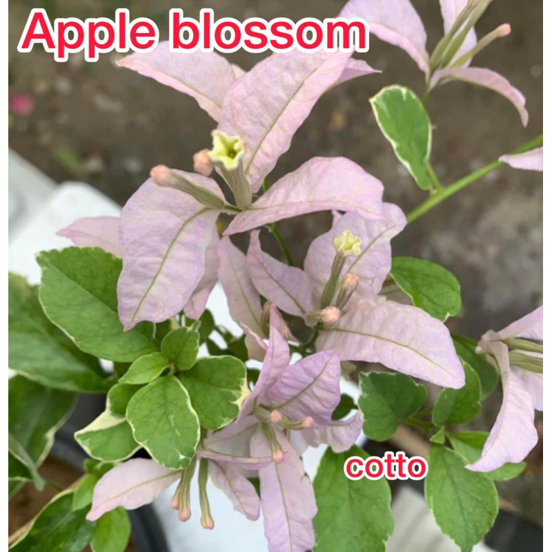 Bunga Kertas Id Apple blossom @ bougainvillea Apple blossom ( live ...