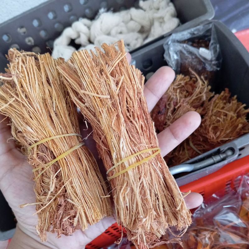beluru / akar sintok | Shopee Malaysia