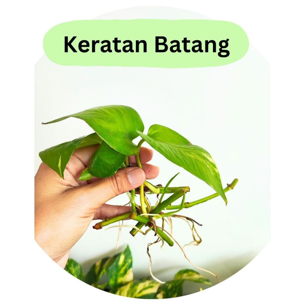 Money Plant (Keratan Batang) | Shopee Malaysia