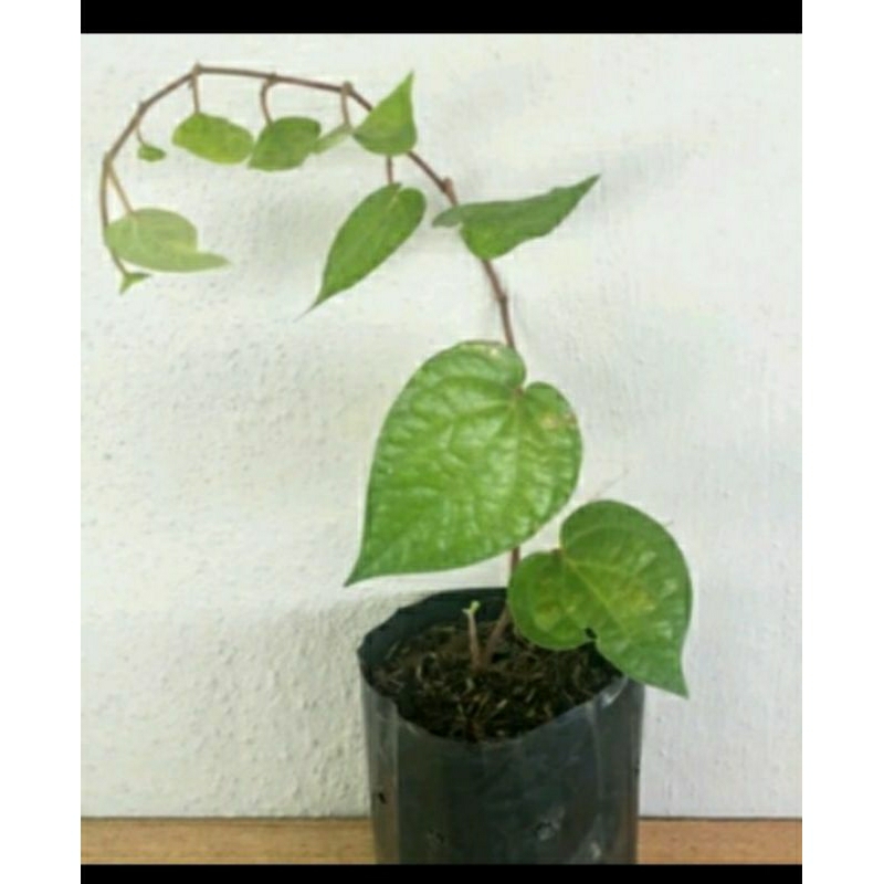 POKOK SIREH DLM POLIBEG/KERATAN BERAKAR | Shopee Malaysia