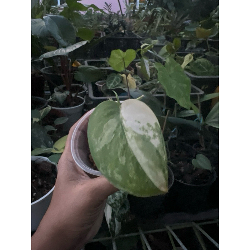 Scindapsus Blue Albo | Shopee Malaysia