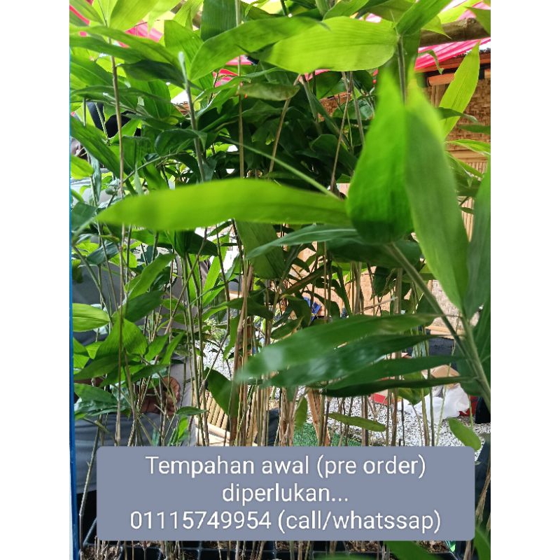 Anak pokok buluh betong tissue culture berkualiti tinggi | Shopee Malaysia