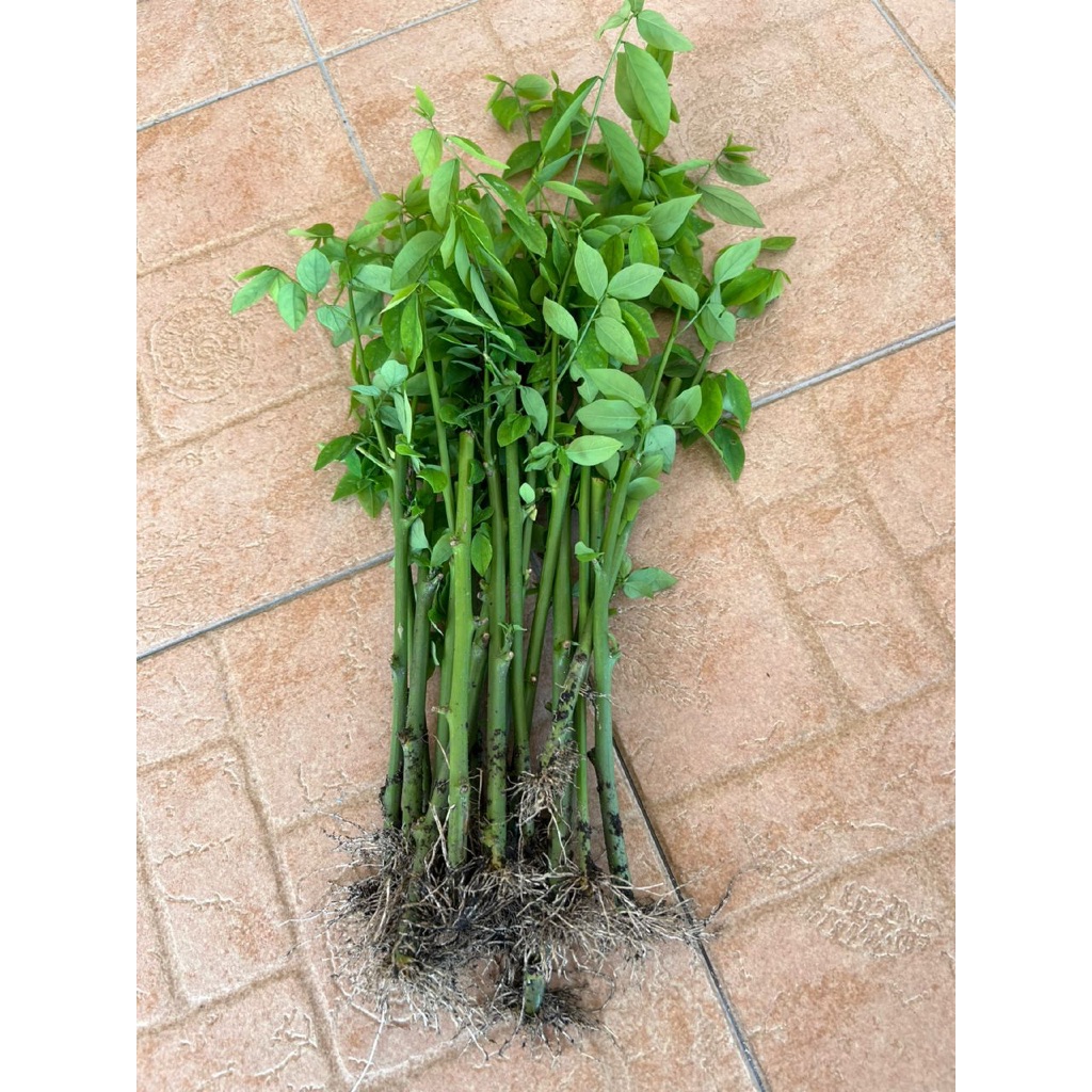 Keratan Batang Pucuk Manis / Sayur Manis Organik Gred Premium -terus ...
