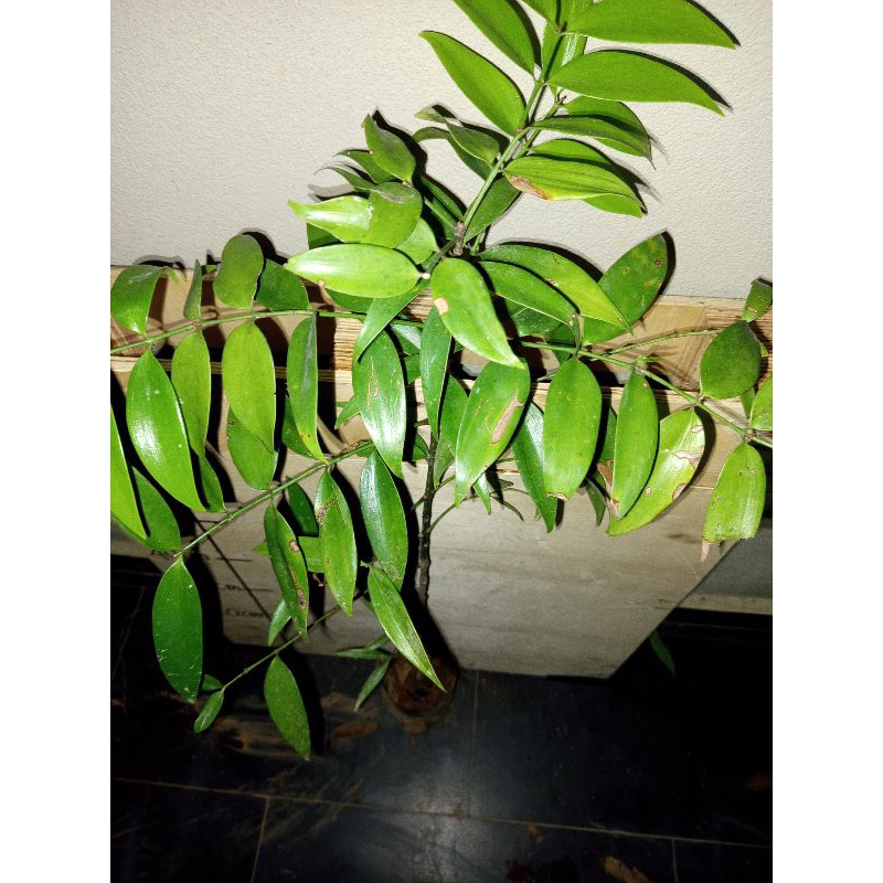 Pokok Raja Kayu / Raja Kayu Merah / Damar Minyak / Agathis borneensis ...