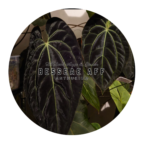 [Anthurium] Besseae Aff Premium Selected Dark Form Seedling Home Plant ...