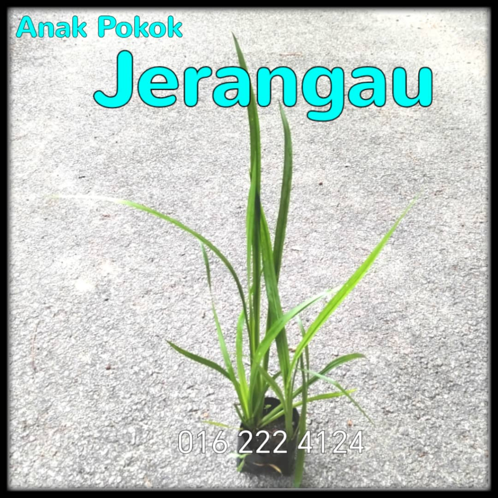 Anak Pokok Jerangau/ Acorus Calamus/ sweet flag/ deringu/Pond plant ...