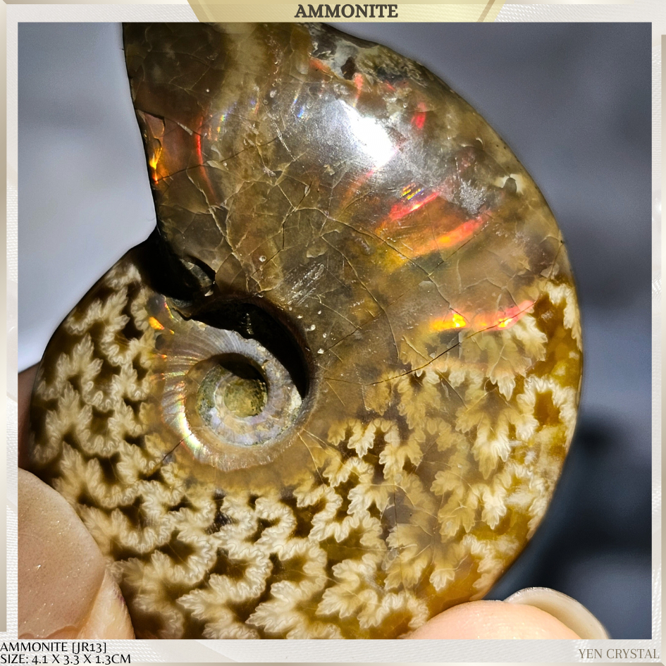 AMMONITE FOSSIL IRIDESCENT*PREMIUM GRADE*[JR13] CANADA - Benefit for ...