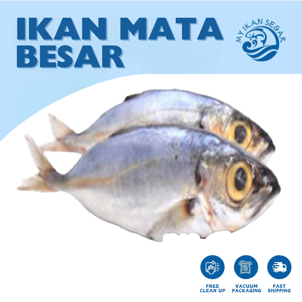 IKAN MATA BESAR 1KG (SIAP SIANG & CUCI) IKAN MATA BESAR IKAN FROZEN ...