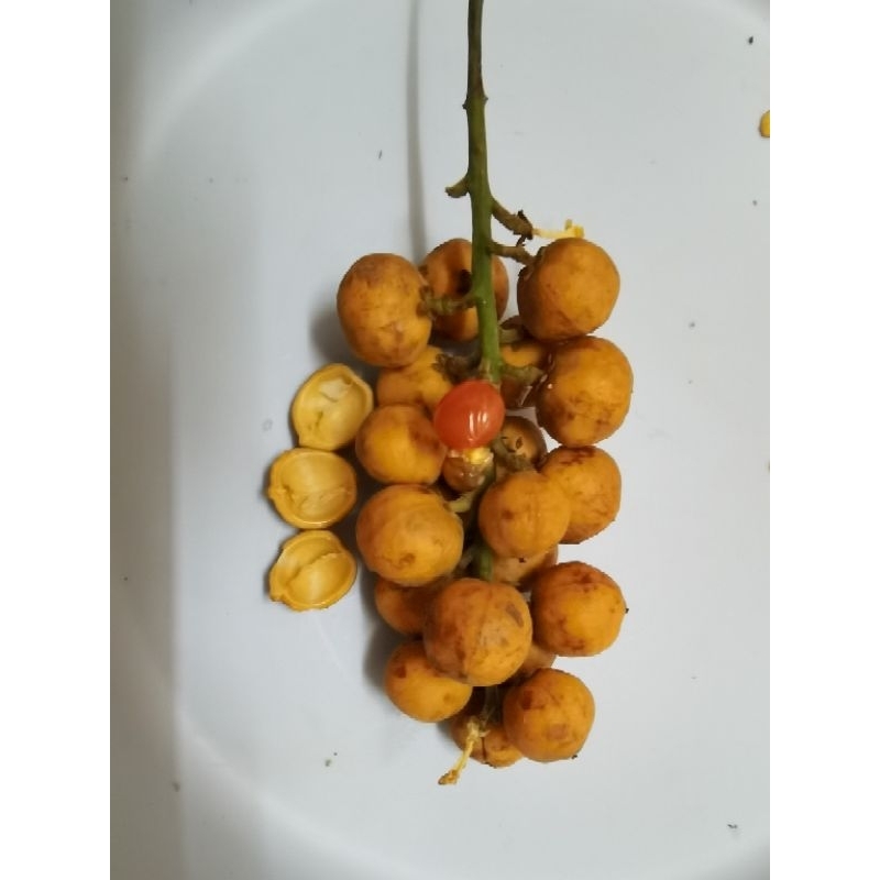 1kg Buah Ngekut / 1kg Buah Jentik | Shopee Malaysia