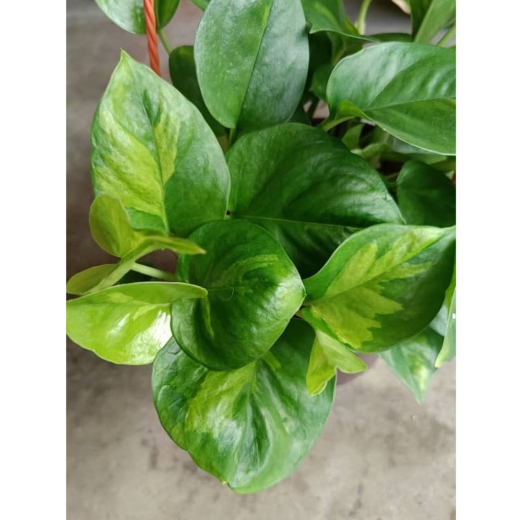 Rare Global Green Pothos Epipremnum Aureum | Shopee Malaysia