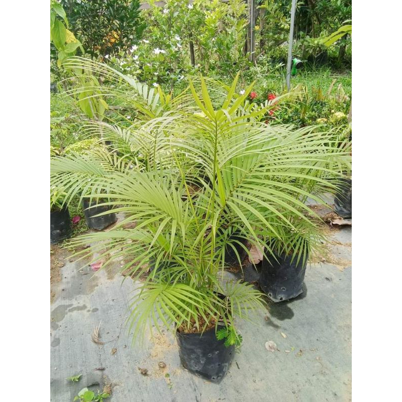 Pokok Java palm ( pinang jawa) | Shopee Malaysia