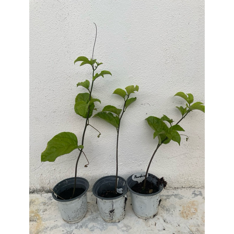 ANAK POKOK MARKISA KUNING | Shopee Malaysia