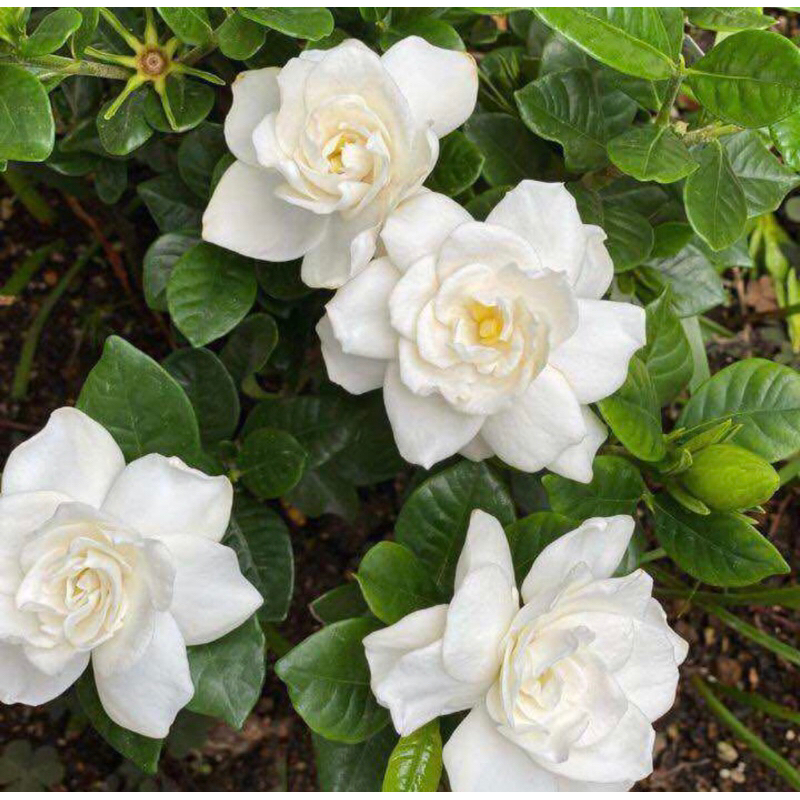 【LSG】Gardenia white fragrance outdoor plant 桅子花香氣濃郁/ cape jasmine ...
