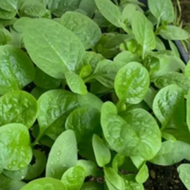 Biji Benih Sayur Raja Malabar Spinach Vegetable Seed - 100 Seed ...