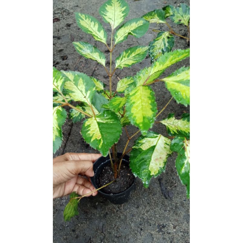 puding batik kuning hijau | Shopee Malaysia